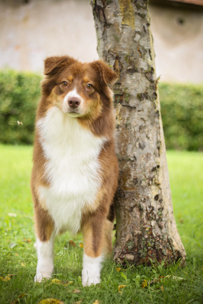 Unsere Hunde - Australian Shepherd - Shadow Valley Aussies